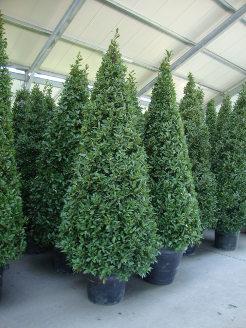 Bay Tree Cone 200cm - New Leaf Topiary Online Shop