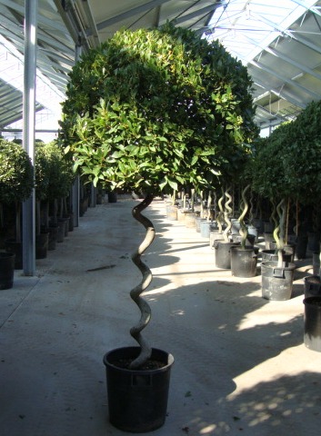 Bay Tree Corkscrew Stem - New Leaf Topiary Online Shop