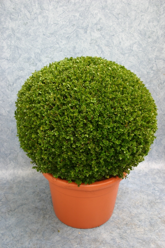 Buxus (Box) Ball 45cm - New Leaf Topiary Online Shop