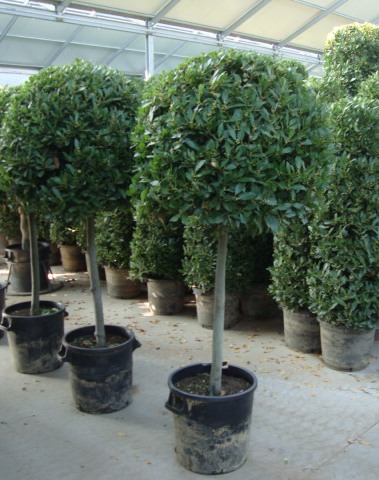 Large Bay Tree Half Standard - New Leaf Topiary Online Shop