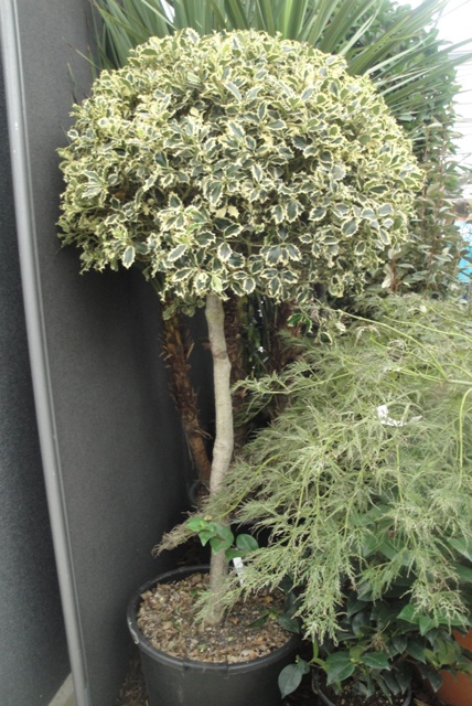 Large Variegated Holly Lollipop Tree - New Leaf Topiary Online Shop