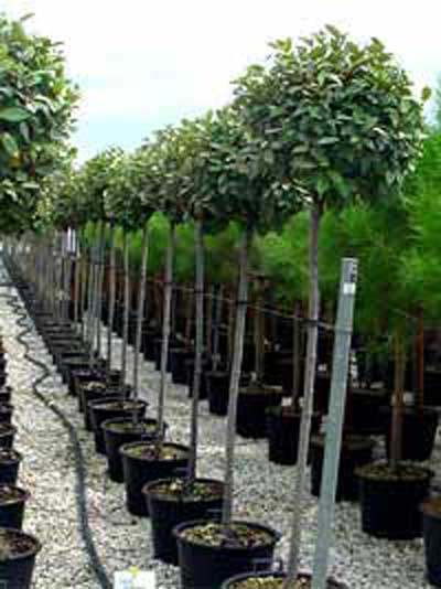 Bay tree full standard - New Leaf Topiary Online Shop