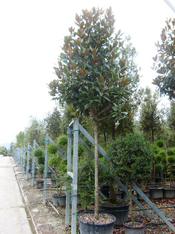 Magnolia Grandiflora Full Standard - New Leaf Topiary Online Shop