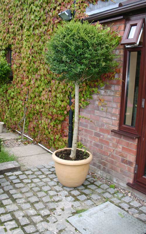 Privet Standard full standard 8ft - New Leaf Topiary Online Shop