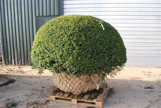 Yew large topiary dome - New Leaf Topiary Online Shop