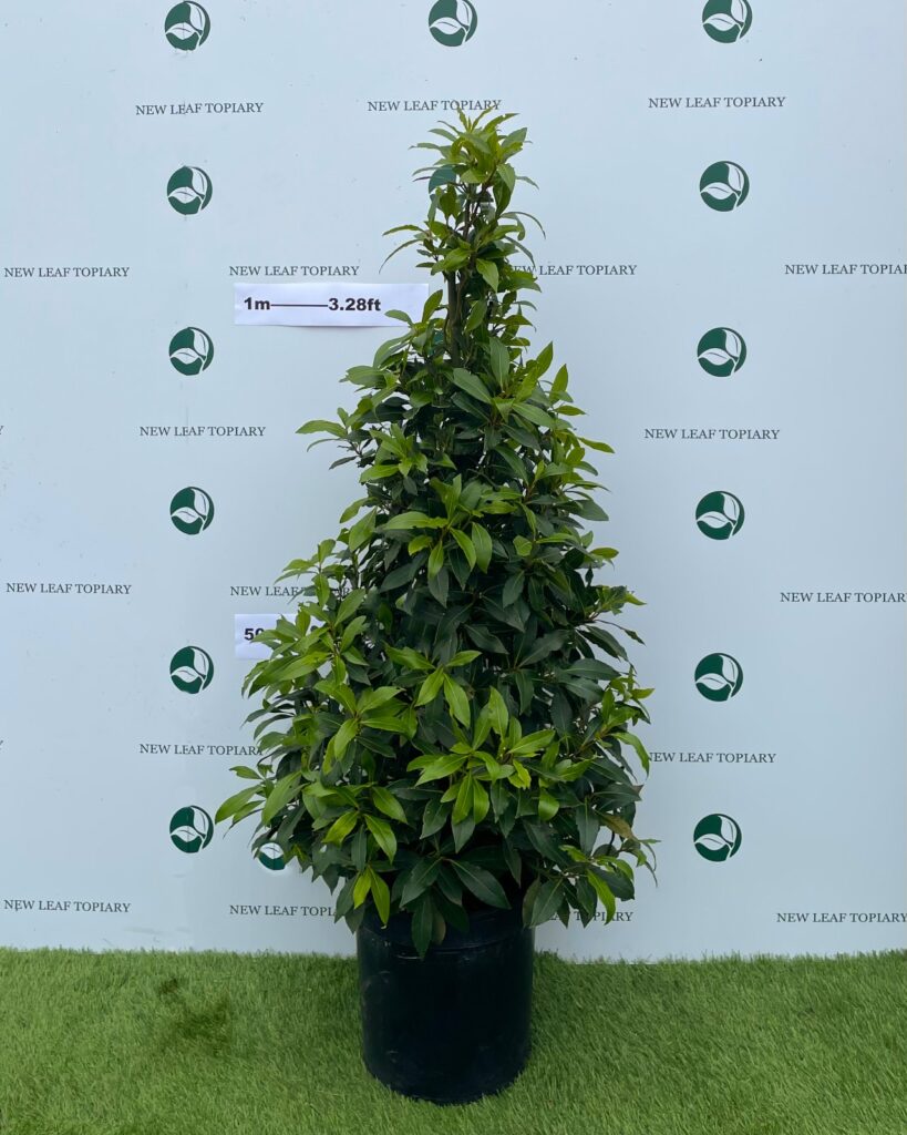Bay Topiary Cone - New Leaf Topiary Online Shop